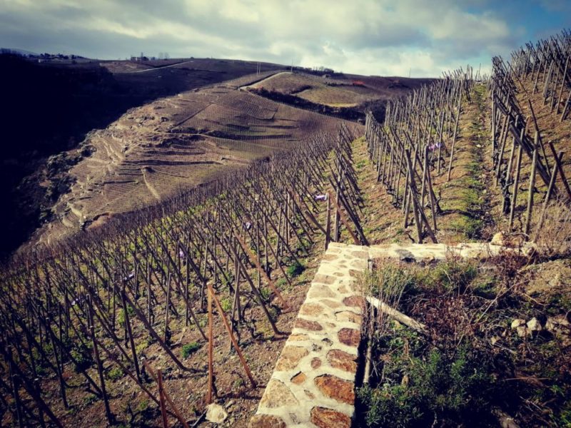 Jour de marché à Ampuis - Les Buvologues | Vins de Bourgogne, du ...